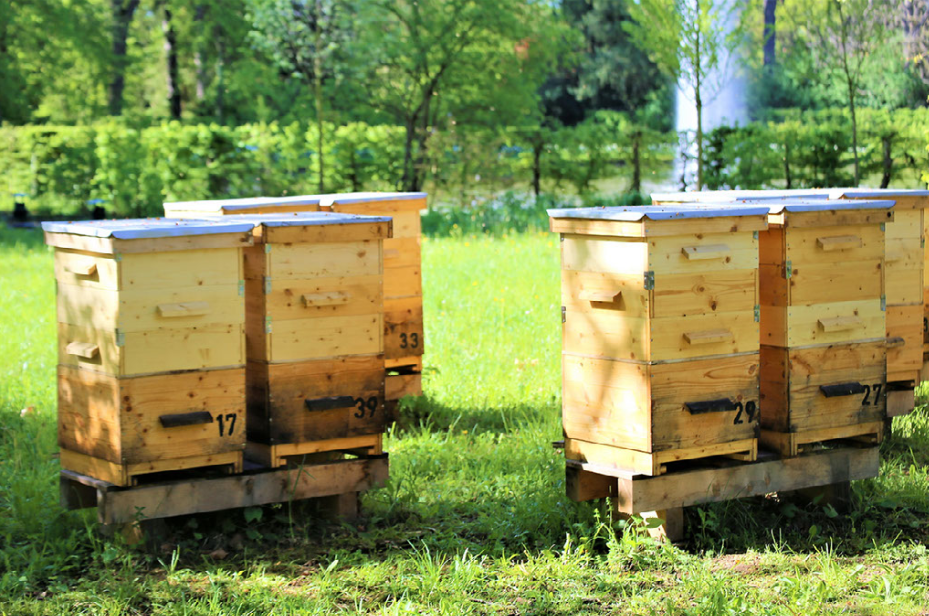 Rent an hive in Luxembourg- sponsor a beehive – Honapi